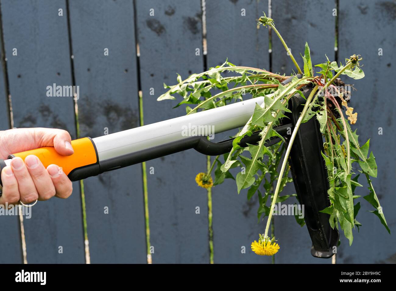 Close up removing dandelion with grey fence on background. Device for ...