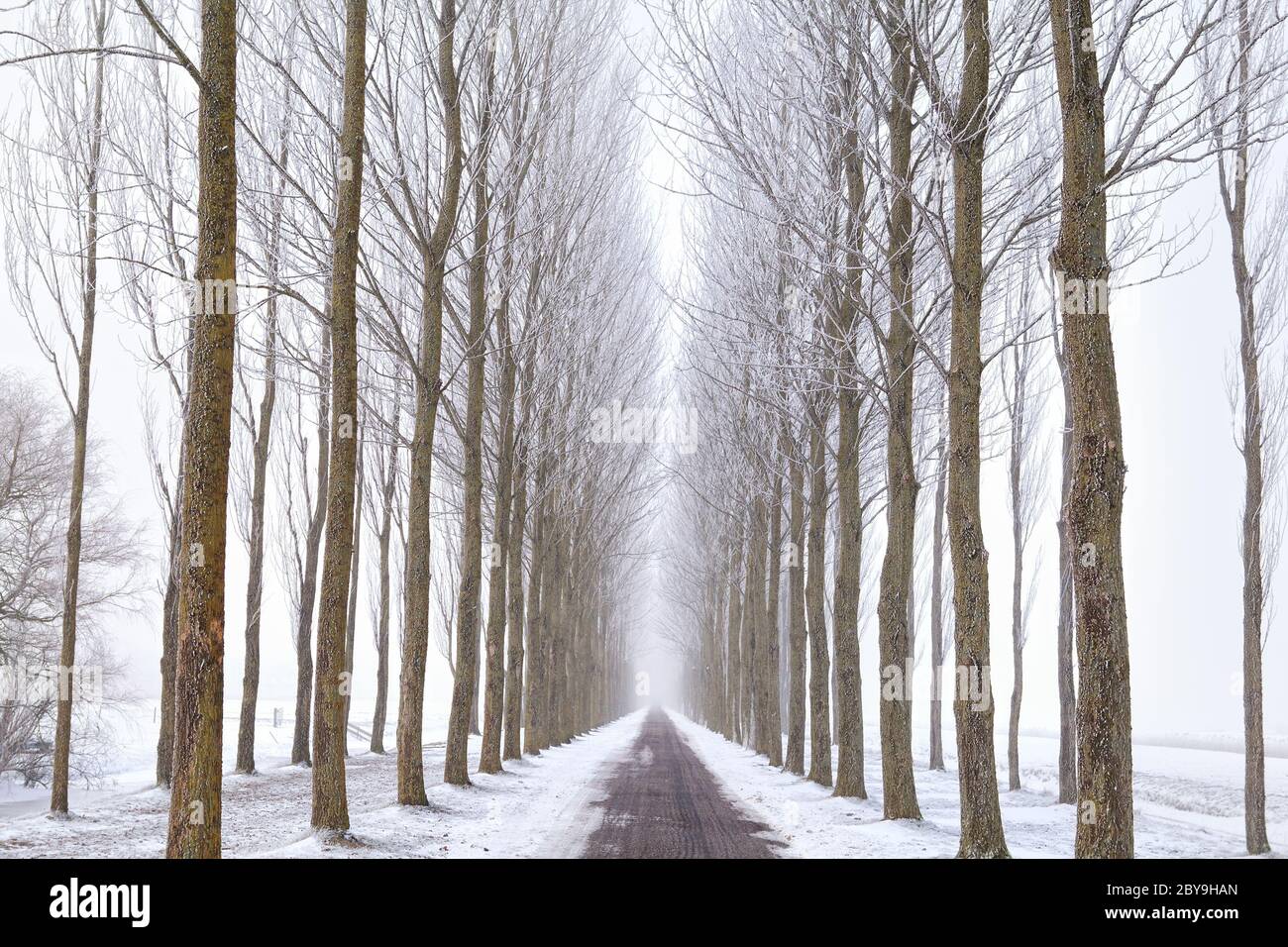 road between tree rows in winter Stock Photo - Alamy