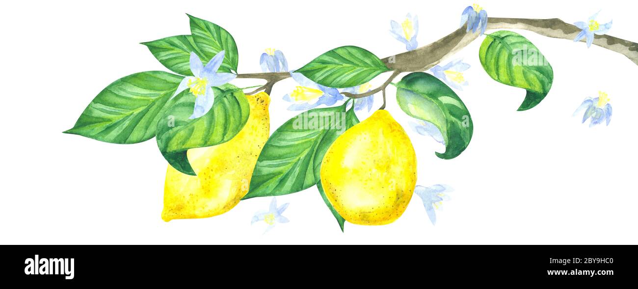 watercolor illustration of lemon tree branch with ripe lemons and ...