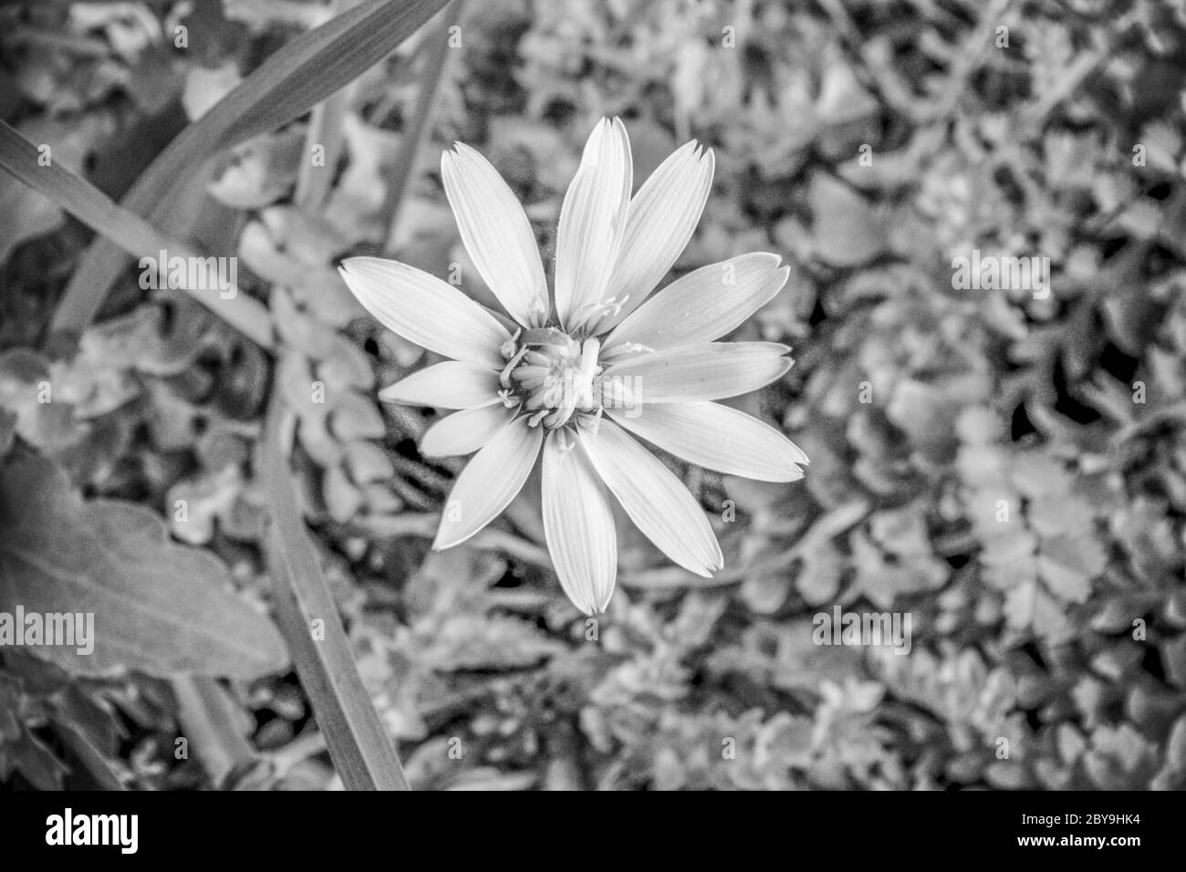 Blue yellow flowers on Black and White Stock Photos & Images - Alamy