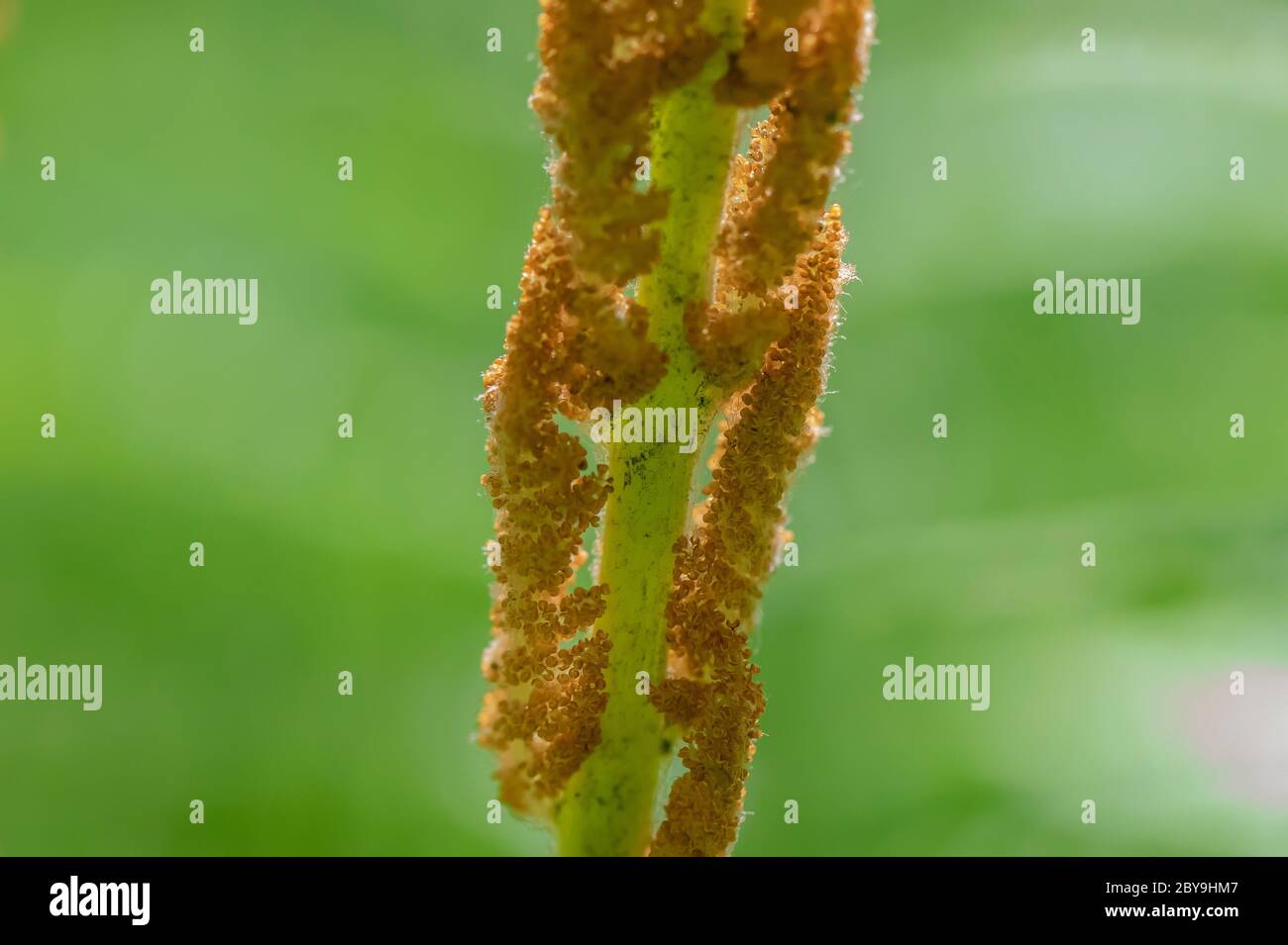 Cinnamon Fern, Osmundastrum cinnamomeum, fertile frond in June in Loda ...