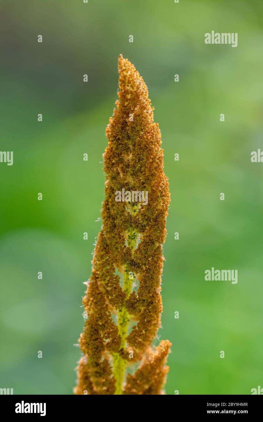 Cinnamon Fern, Osmundastrum cinnamomeum, fertile frond in June in Loda ...