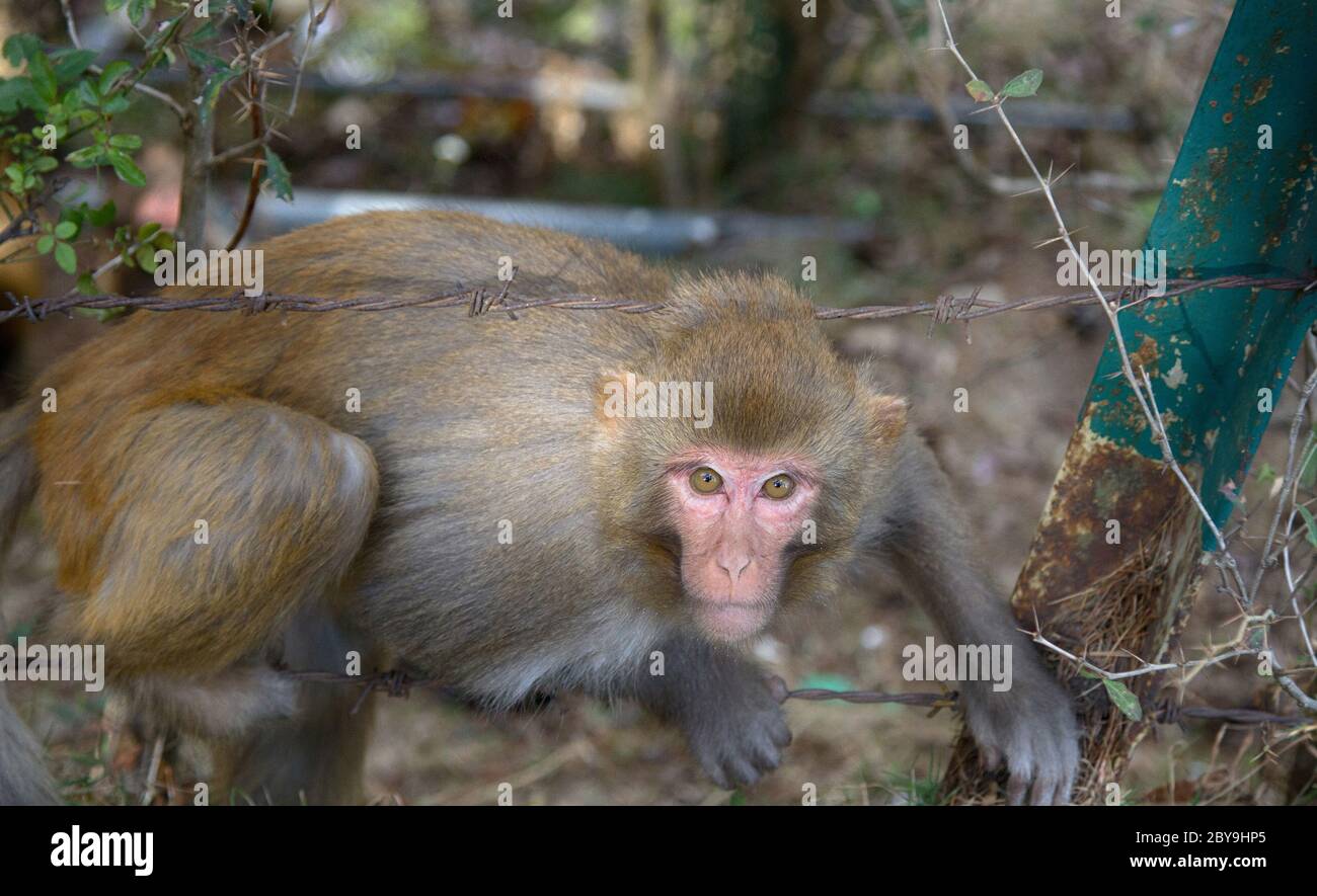 Macaques raid hi-res stock photography and images - Alamy