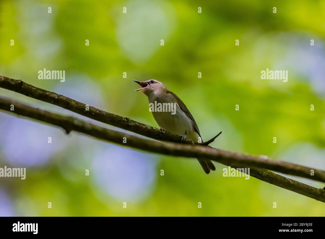 Red-eyed Vireo, Vireo olivaceus, in the forest in June in Loda Lake ...