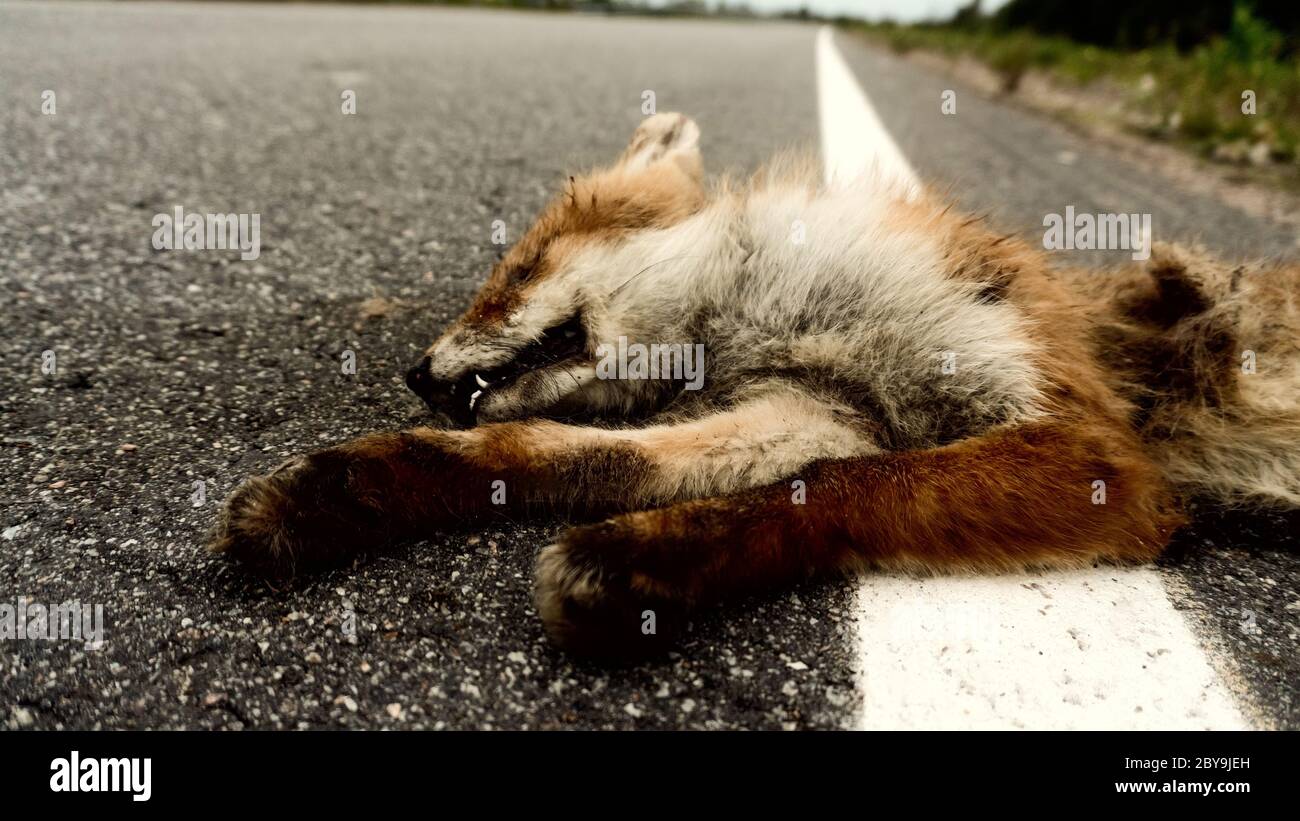 Animals hit on the roads by cars. A European fox (Vulpes vulpes) Red ...