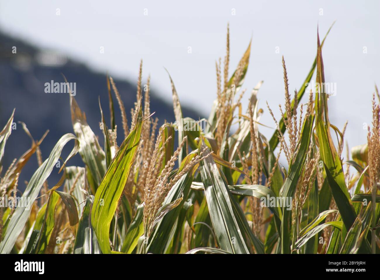 Organic sweet corn in green hi-res stock photography and images - Alamy