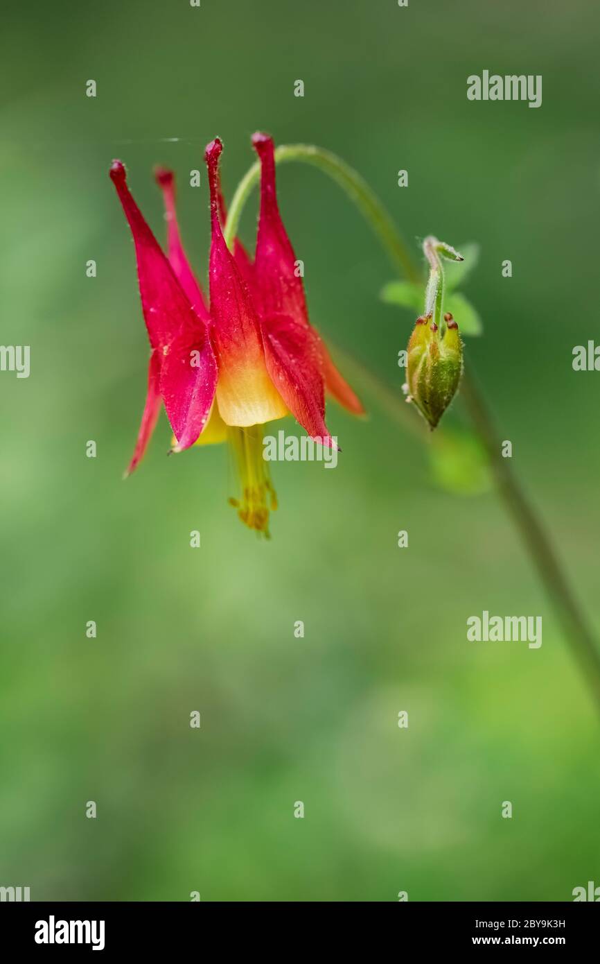 Eastern Red Columbine, Aquilegia canadensis, flowering in June in Loda ...