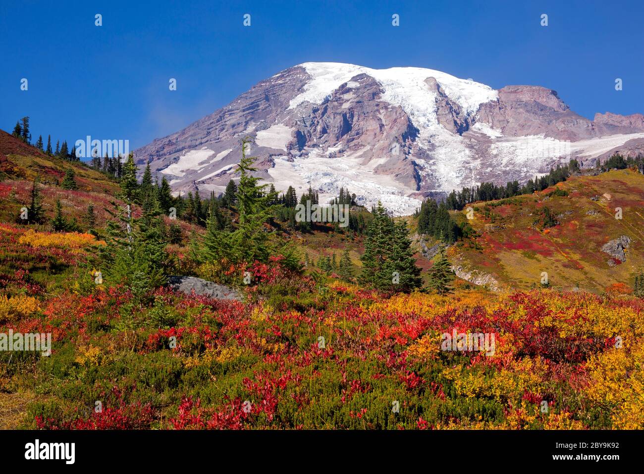 Stunning fall foliage at Mt. Rainier National Park in Washington state ...