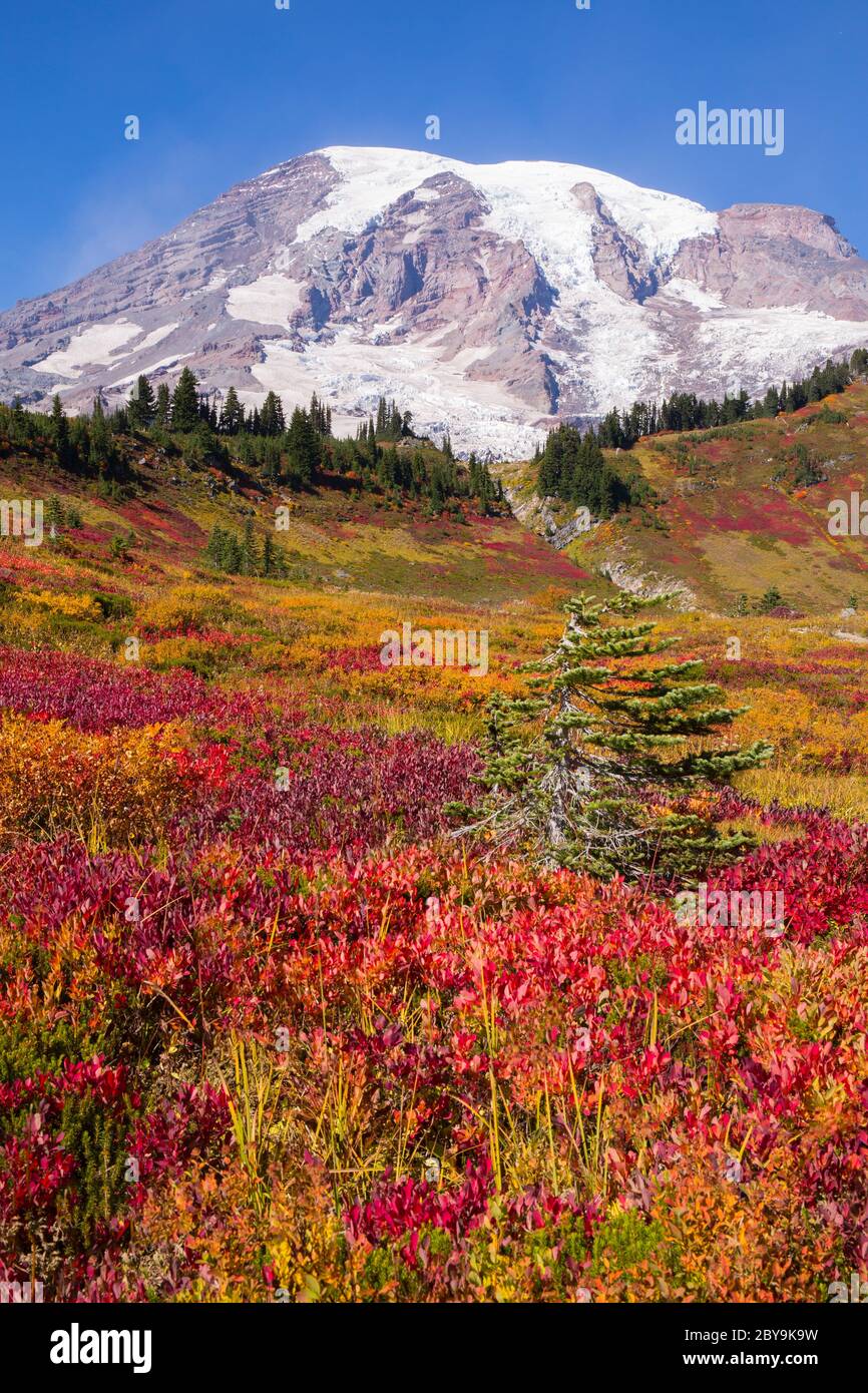 Stunning fall foliage at Mt. Rainier National Park in Washington state ...