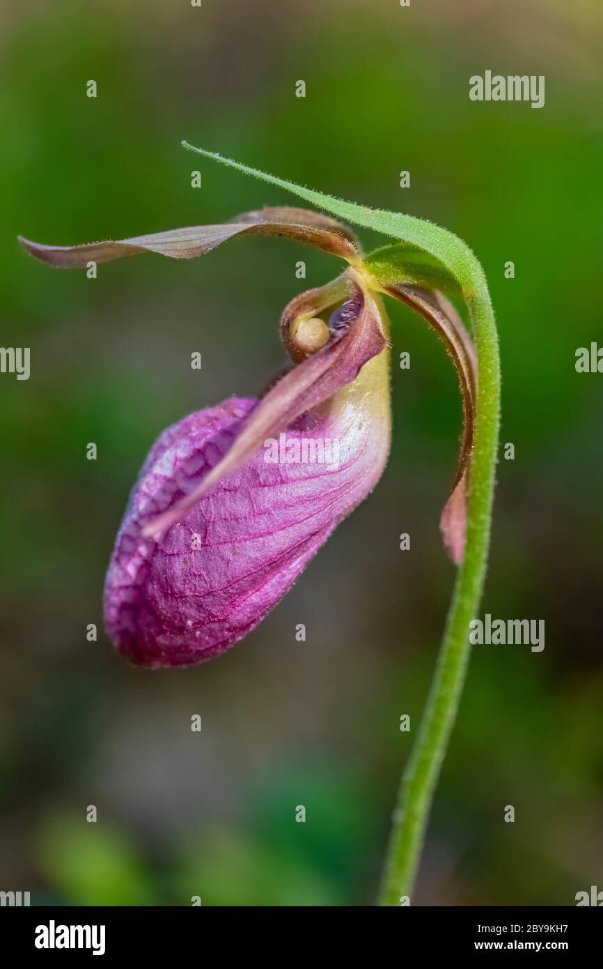 Pink Lady's Slipper, Cypripedium acaule, blooming in early June in Loda ...