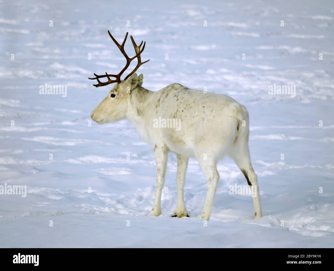 Noramerika hi-res stock photography and images - Alamy