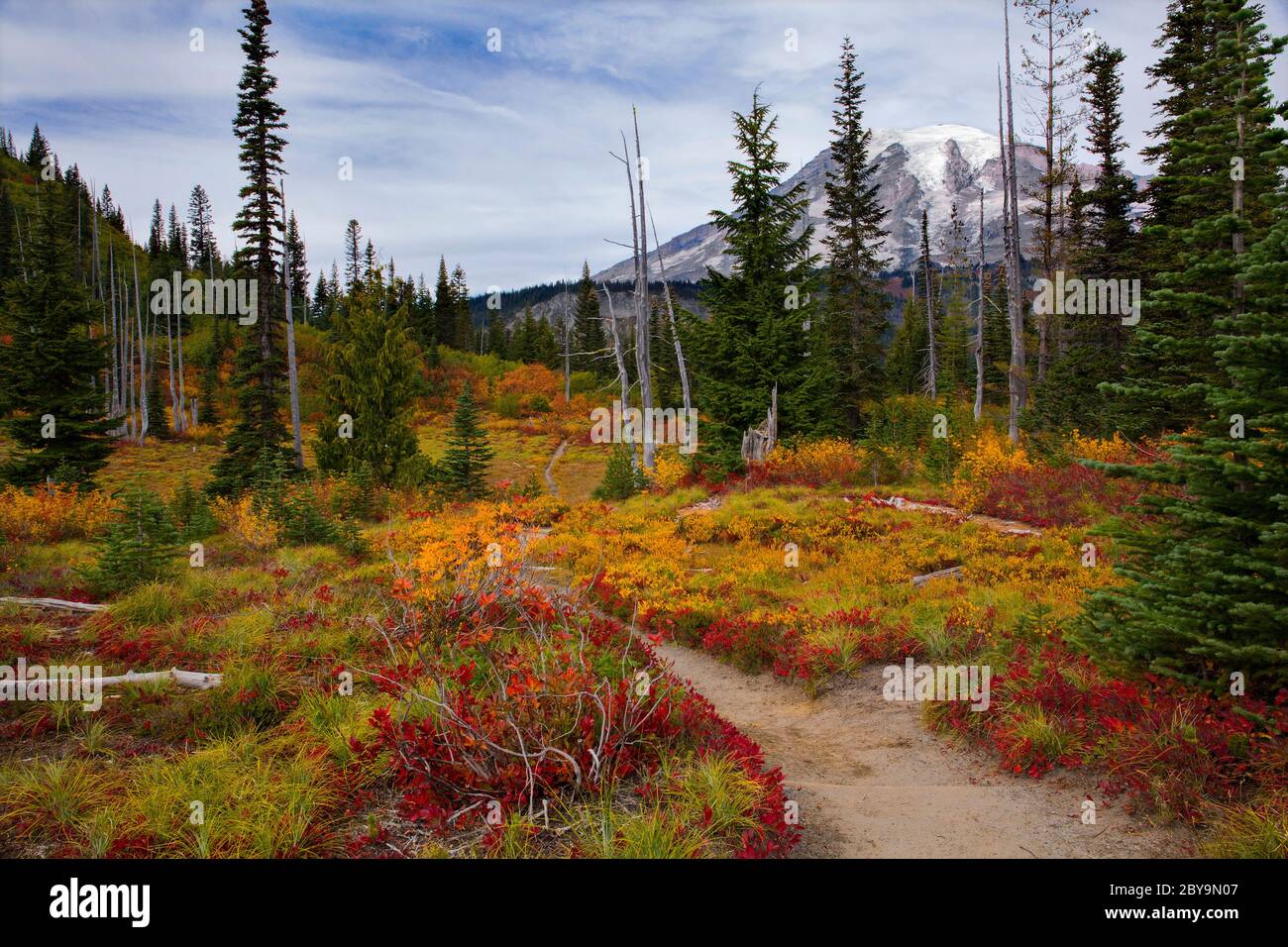 Stunning fall foliage along a hiking trail at Mt. Rainier National Park ...