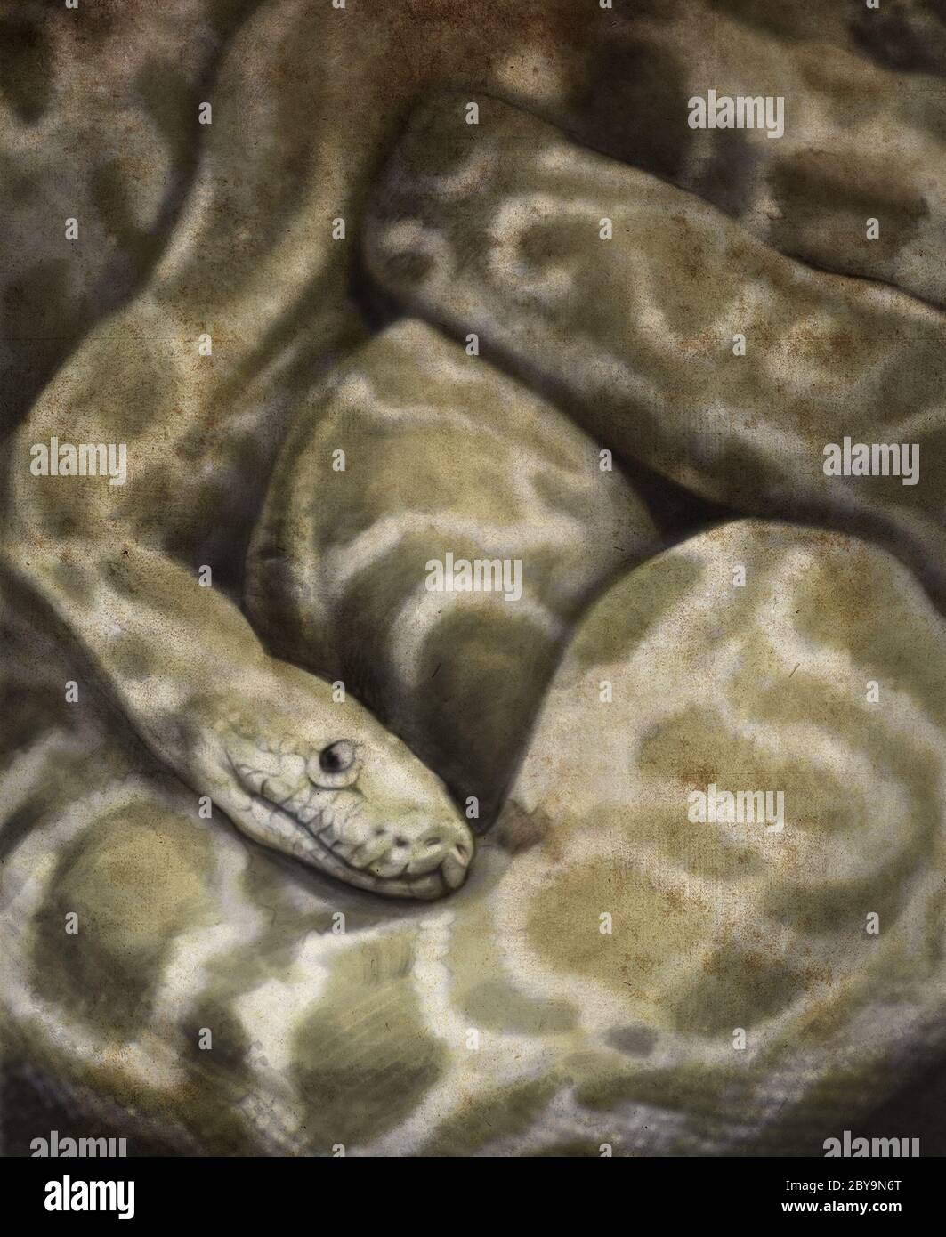 Boa snake sketch hi-res stock photography and images - Alamy