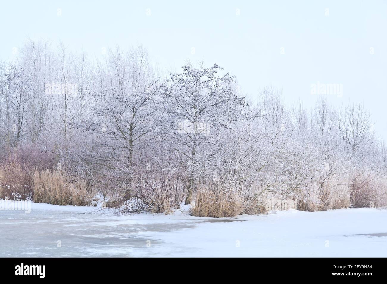 Frost white trees hi-res stock photography and images - Alamy