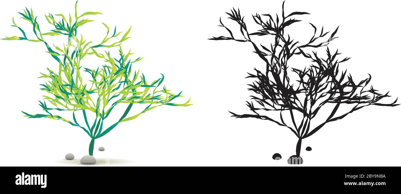 Algae Water Plant with Stones Set Isolated on White with Silhouette in ...