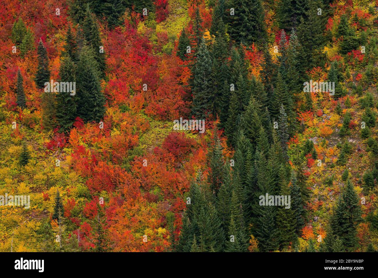 Stunning, colorful fall foliage at Mt. Rainier National Park in ...