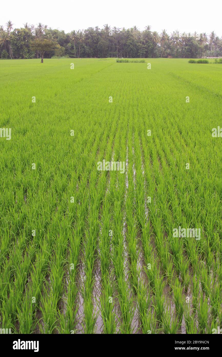 Rice paddy in Central Java, Indonesia. Rice crop before harvest in a ...