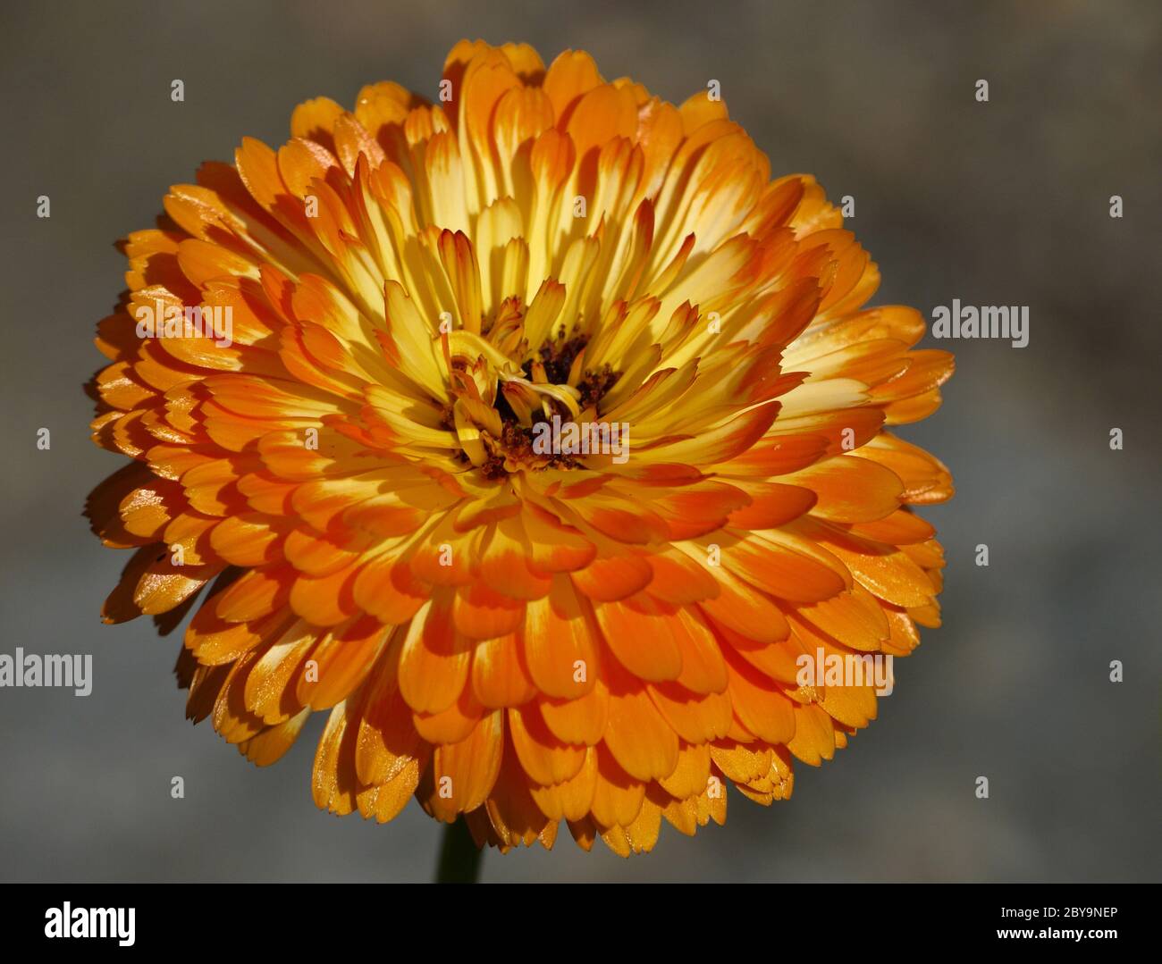 Calendula officinalis, pot marigold Stock Photo - Alamy