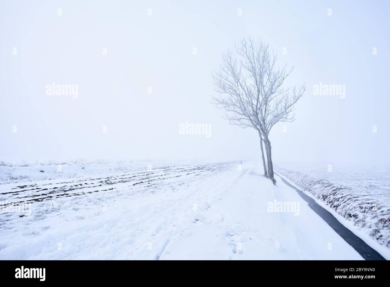 Tree with frost hi-res stock photography and images - Alamy