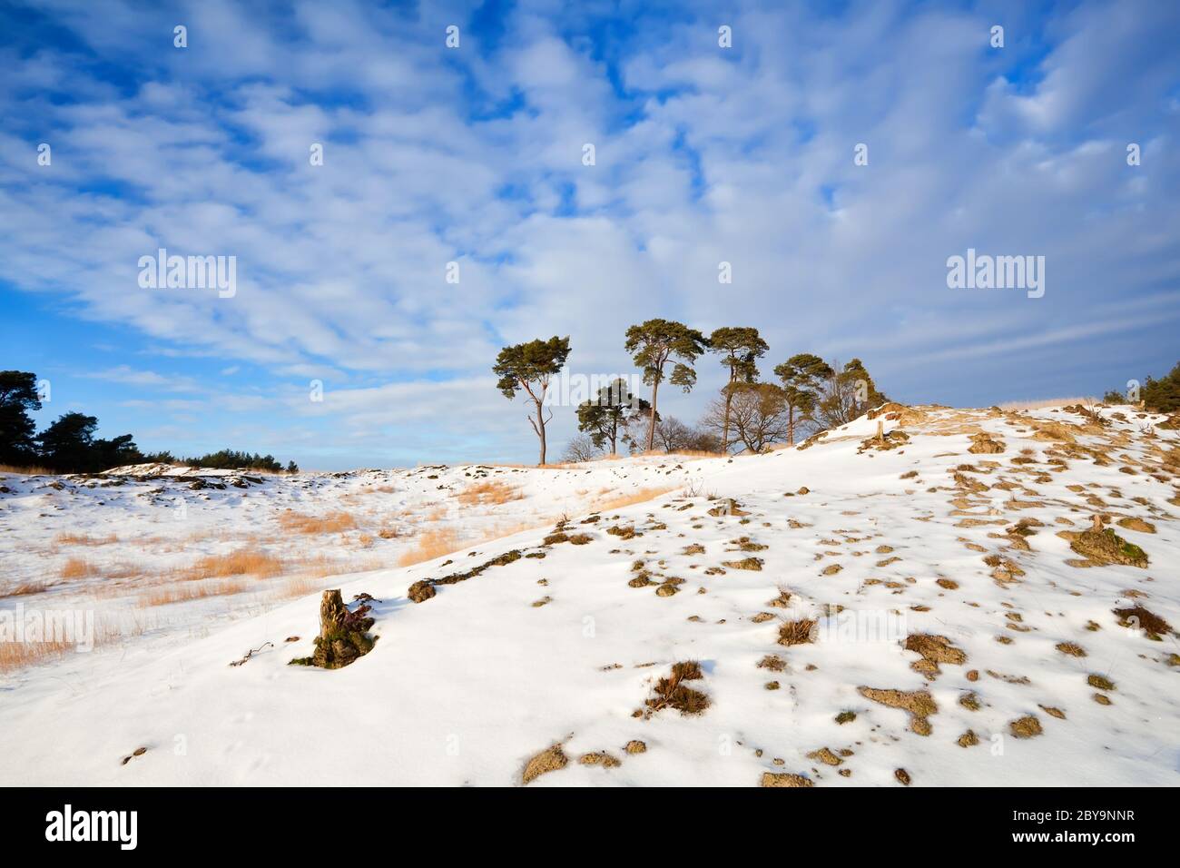 Blue tree trees hill hi-res stock photography and images - Alamy