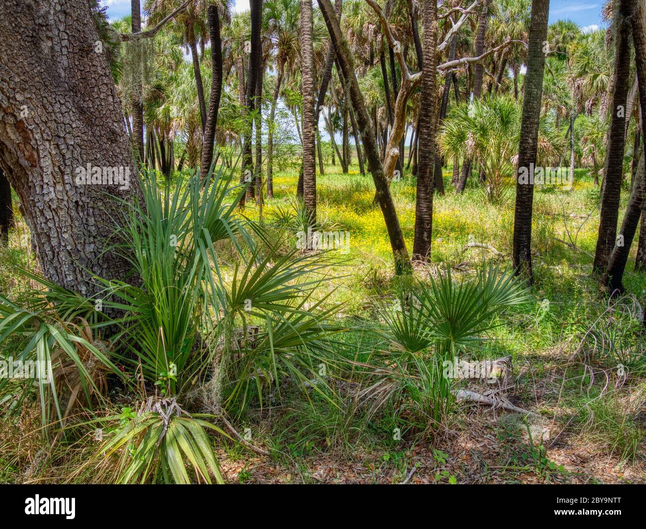 Yellow Florida Tickseed wildflowers (Coreopsis floridana), in Myakka ...