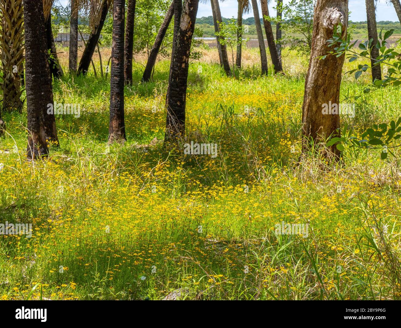 Yellow Florida Tickseed wildflowers (Coreopsis floridana), in Myakka ...