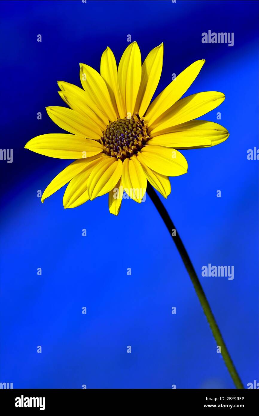 blue and yellow Stock Photo - Alamy