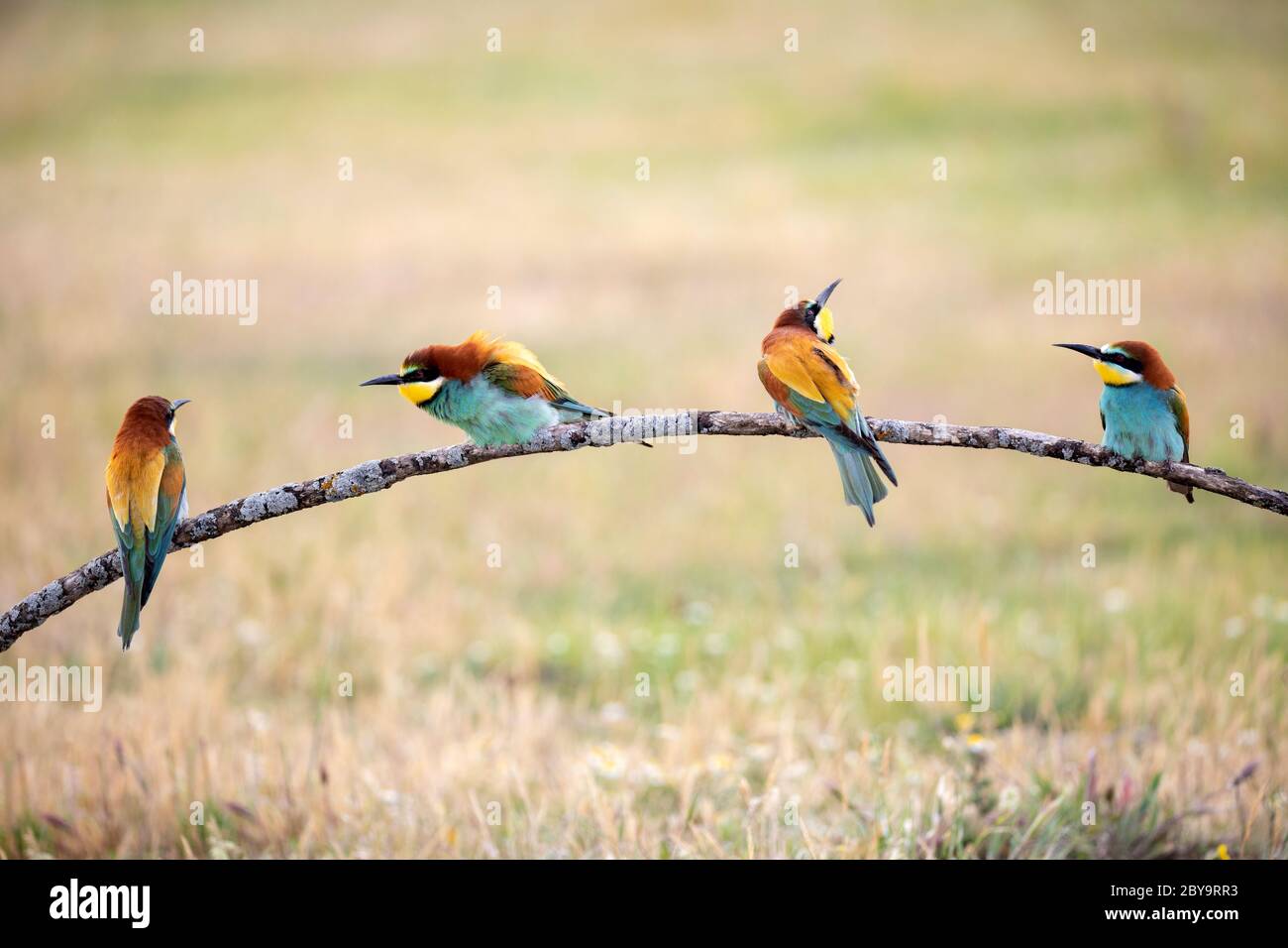 Four bee eaters hi-res stock photography and images - Alamy