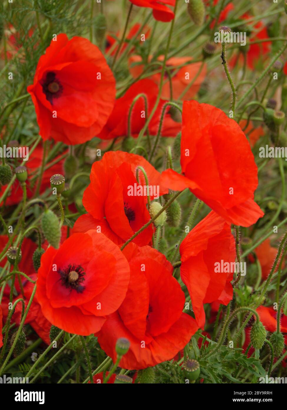 poppies and other flowers in germany Stock Photo - Alamy