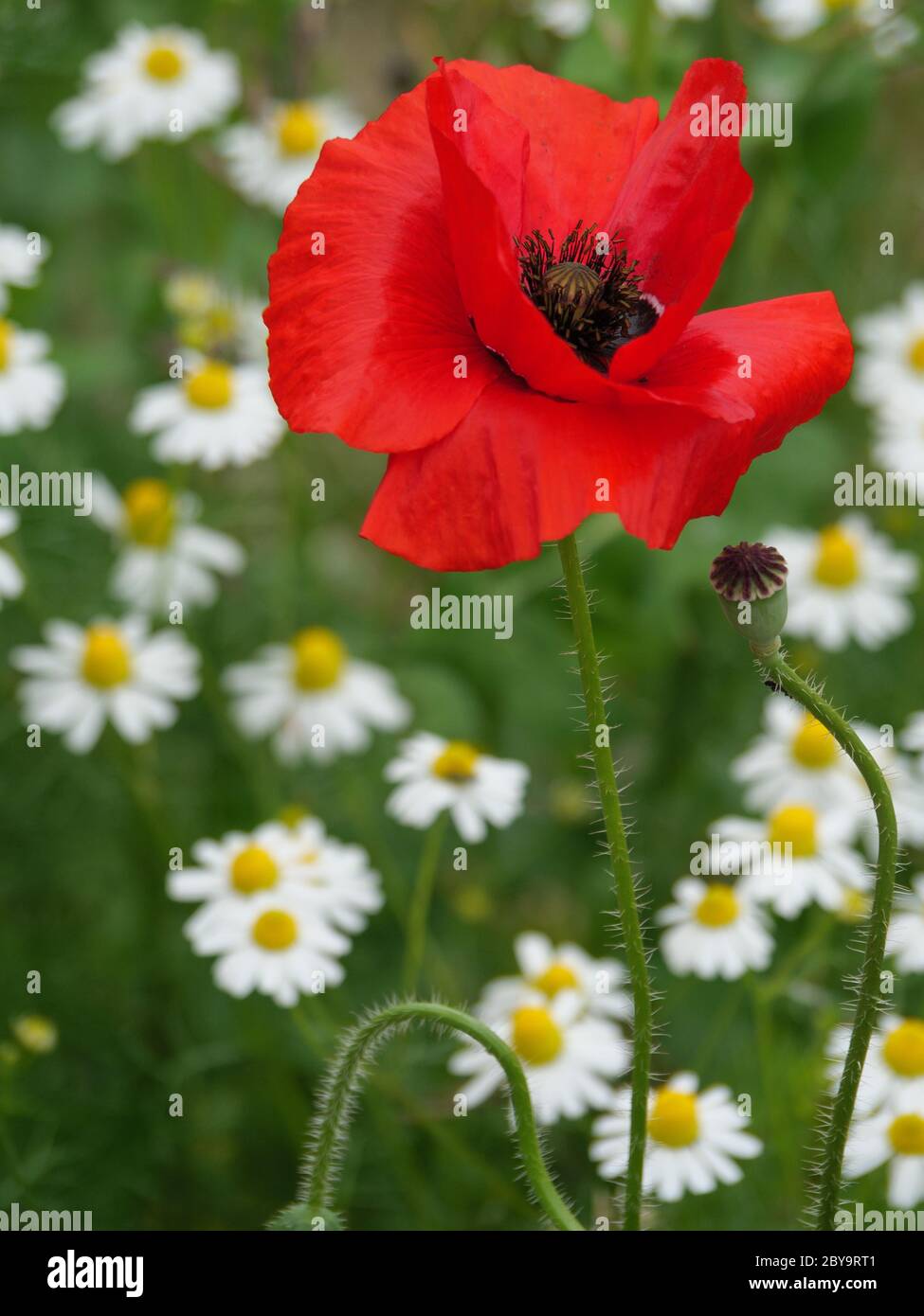 poppies and other flowers in germany Stock Photo - Alamy