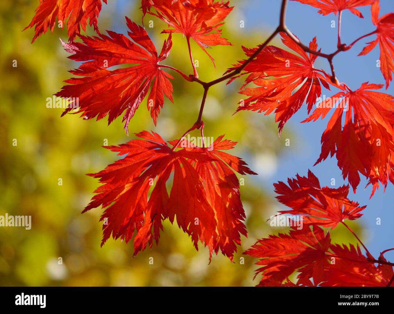 Dwarf maple hi-res stock photography and images - Alamy