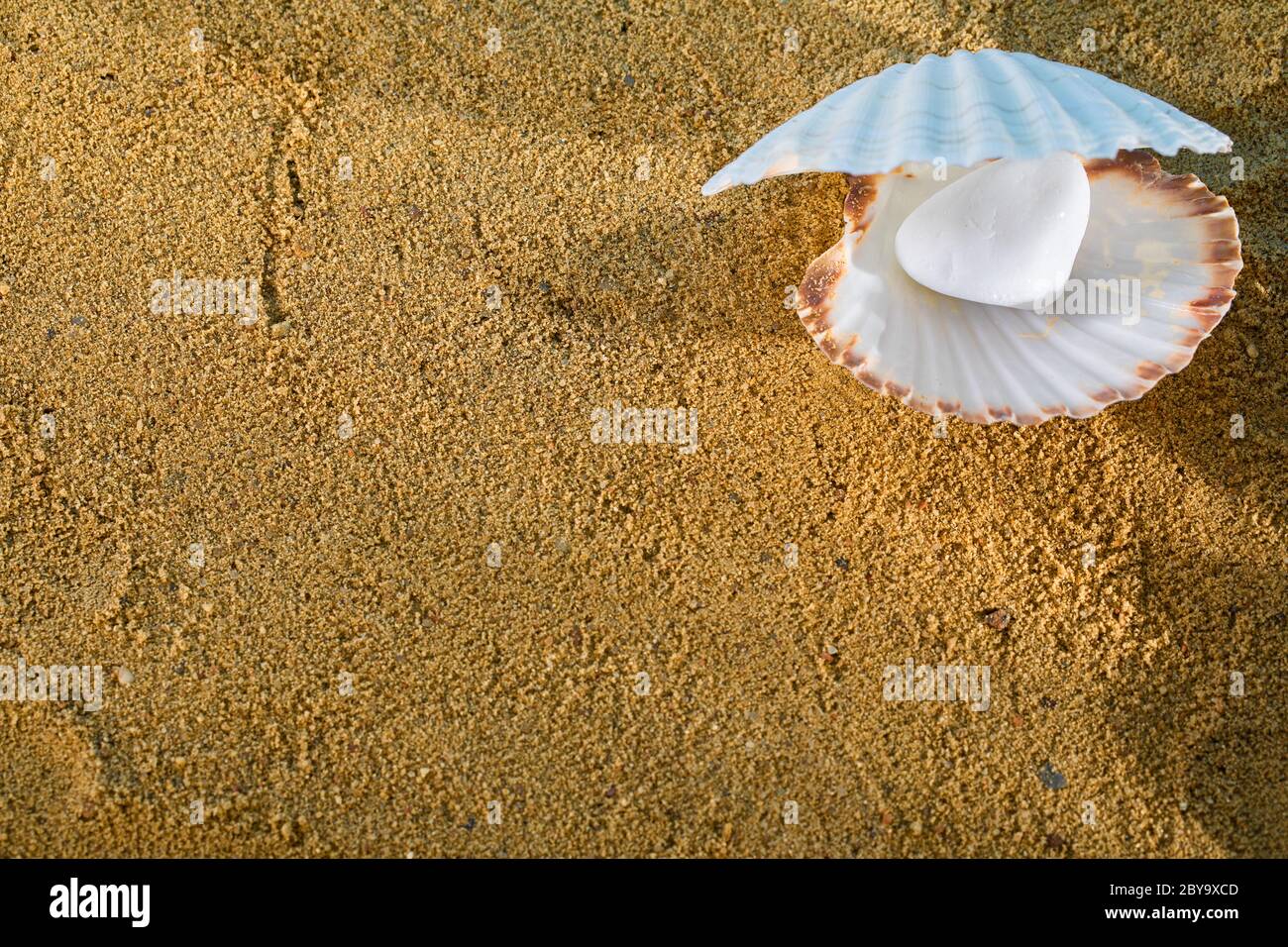 A shiny white pearl. Large clam shell. Yellow wet sea sand. Sandy coast ...