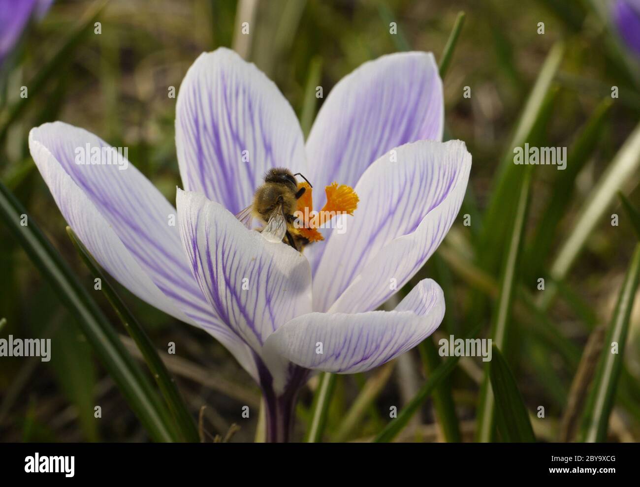 Bee crocus bloom hi-res stock photography and images - Alamy