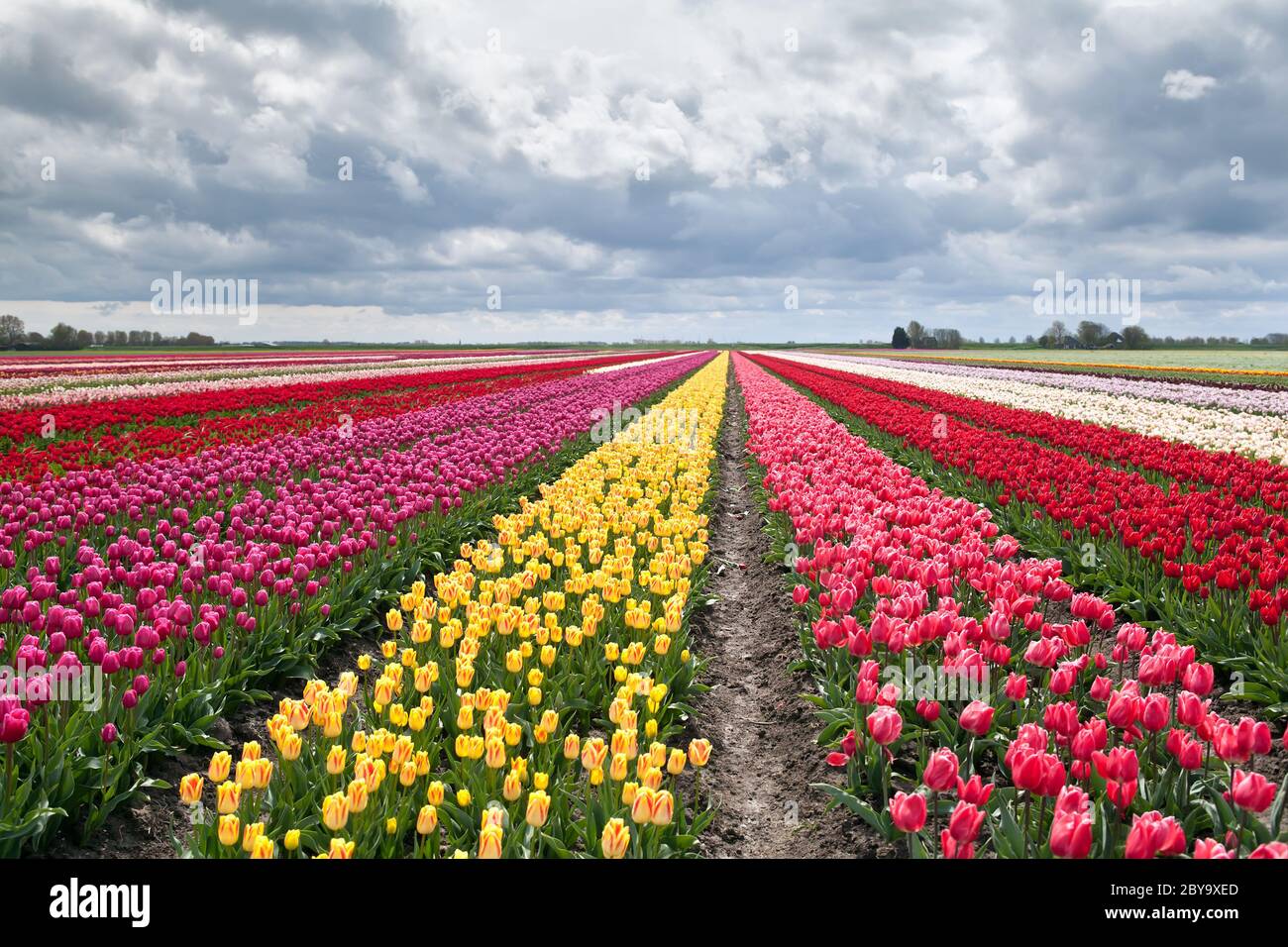 Flowering bulb fields hi-res stock photography and images - Alamy