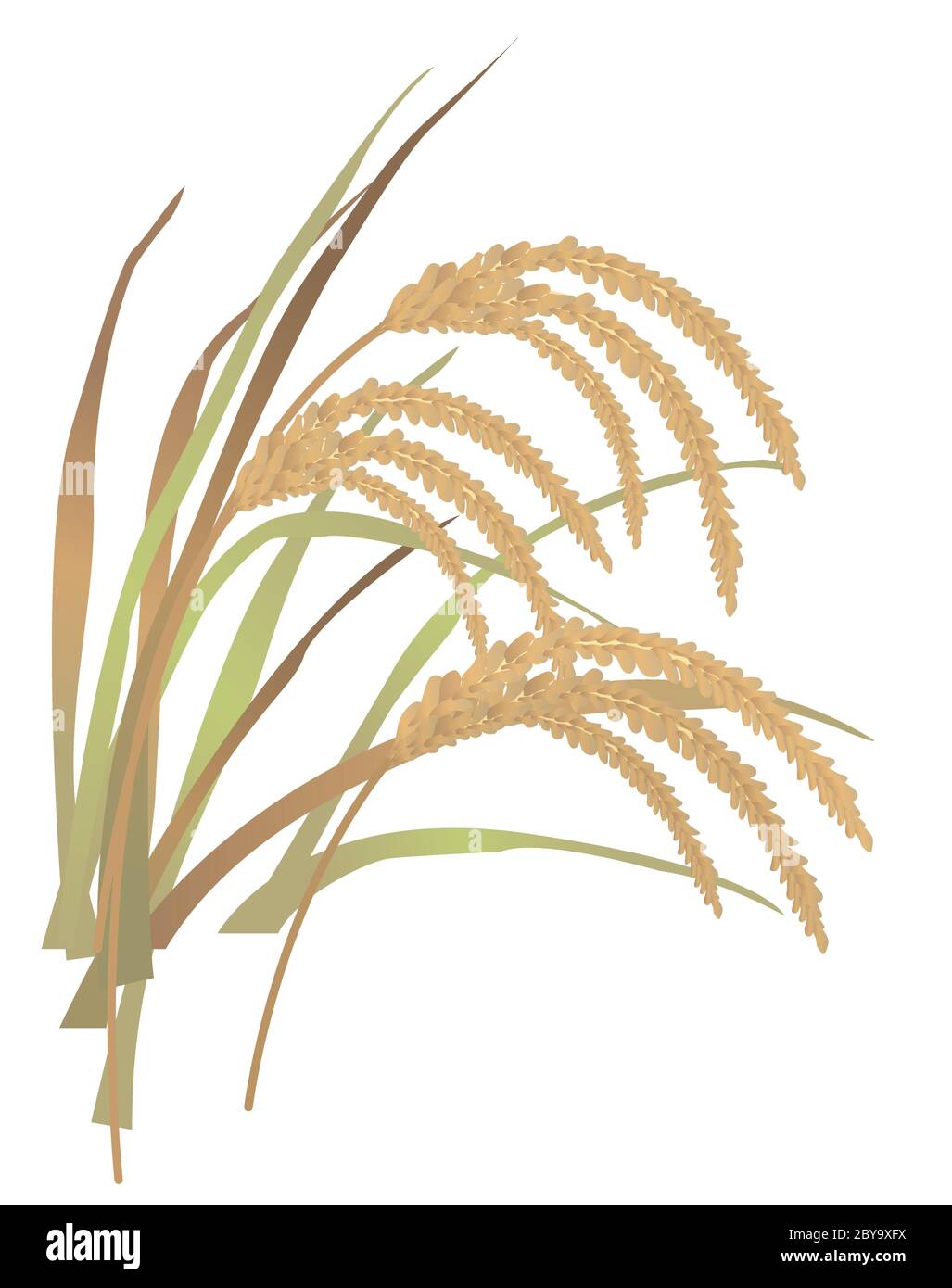 Rice garden Stock Vector Images - Alamy