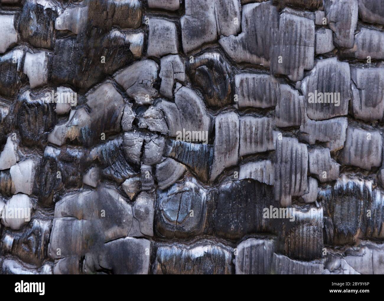 burnt cracked wood texture 2 2 Stock Photo - Alamy