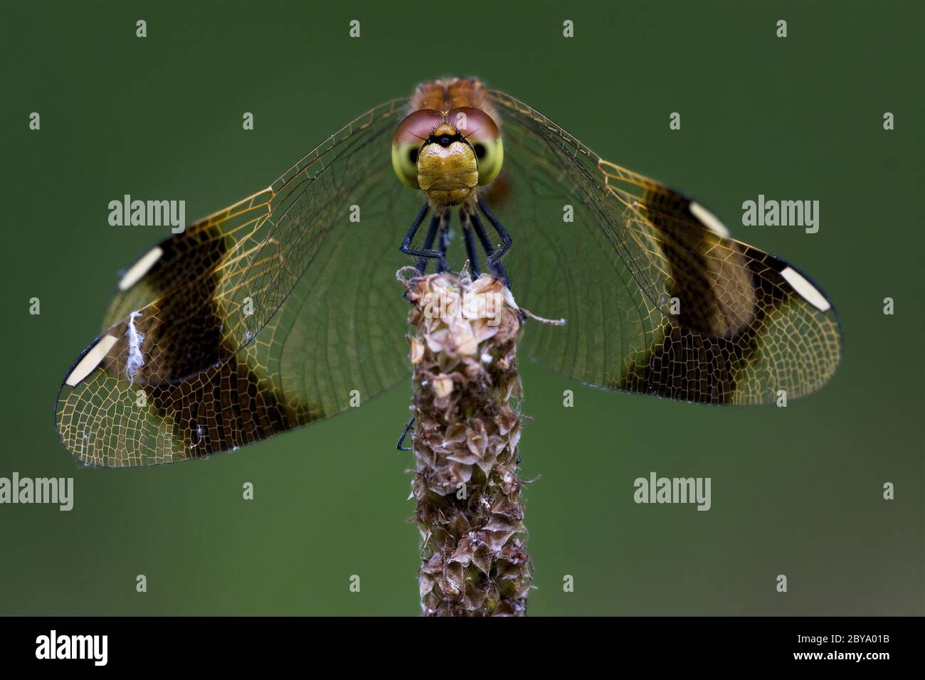 Gee And Piper Mark Of The Dragonfly