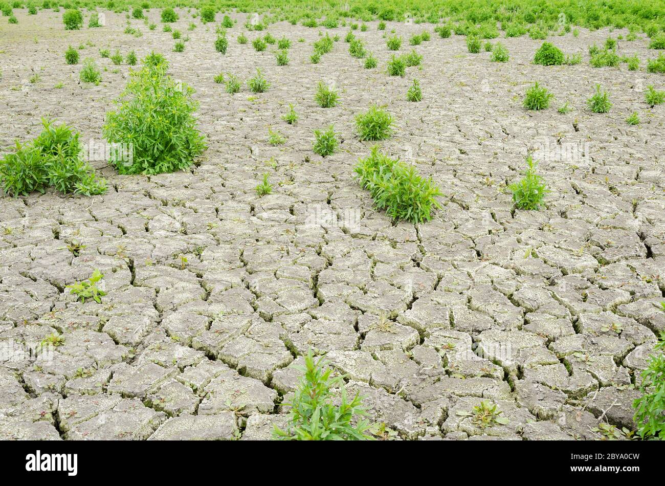 Dry pond hi-res stock photography and images - Alamy