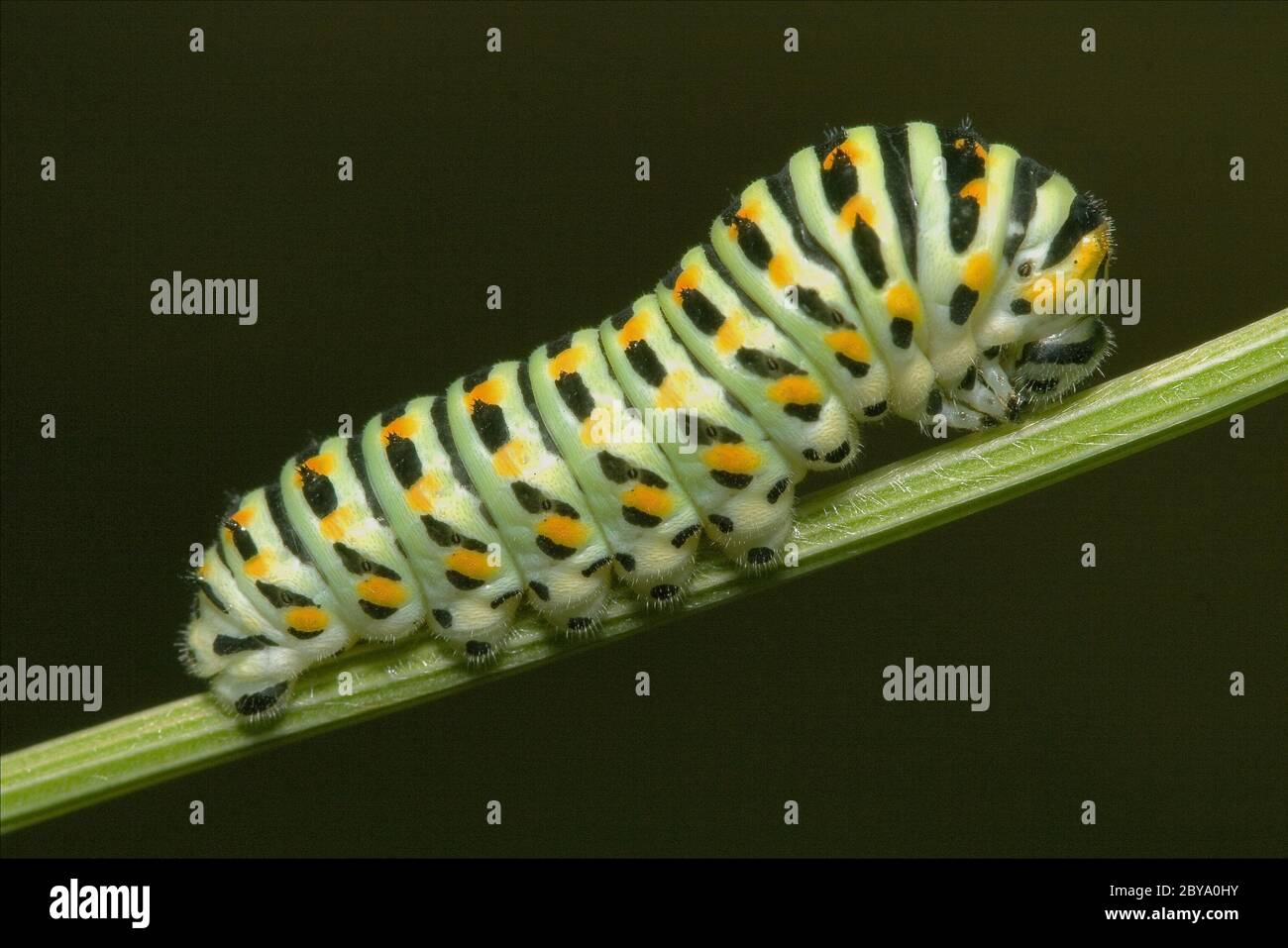 Macaone butterfly caterpillar hi-res stock photography and images - Alamy