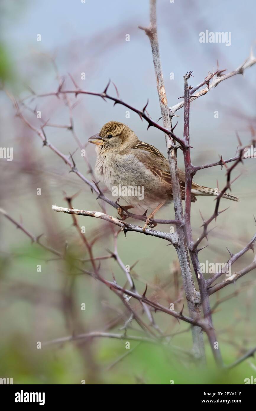 Spanish Sparrow - Passer hispaniolensis, brown small perching bird from ...