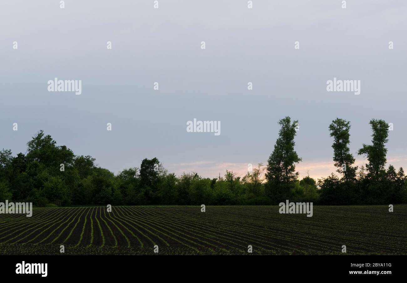 field with plants planted in rows against a blue sky 2 Stock Photo - Alamy