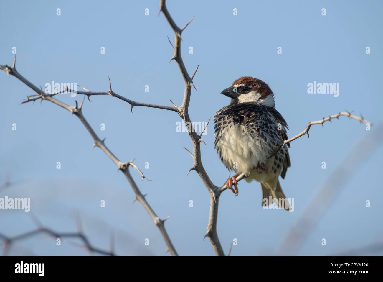 Spanish Sparrow - Passer hispaniolensis, brown small perching bird from ...