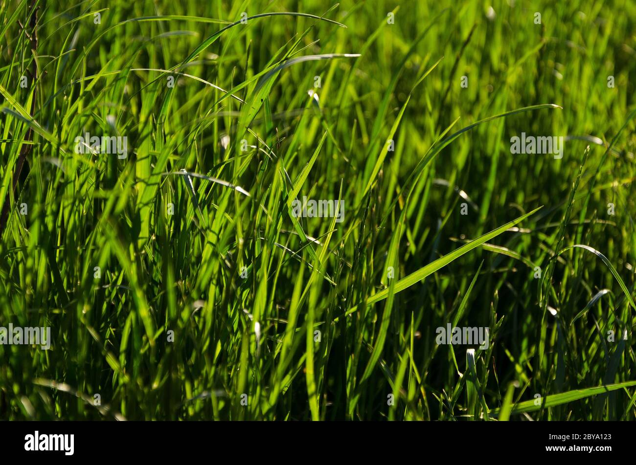 Green juicy grass in the rays of light Stock Photo - Alamy