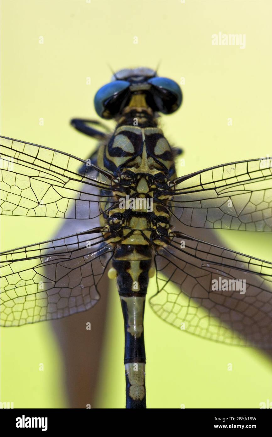back of anax imperator Stock Photo - Alamy