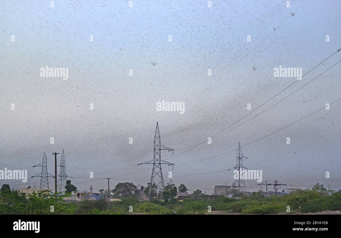Locust Swarm 2020 High Resolution Stock Photography and Images - Alamy