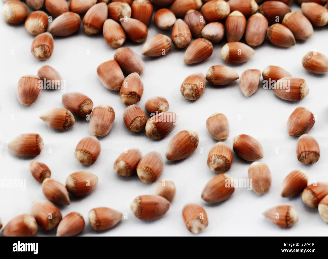 Hazelnut close up isolated on white background Stock Photo - Alamy
