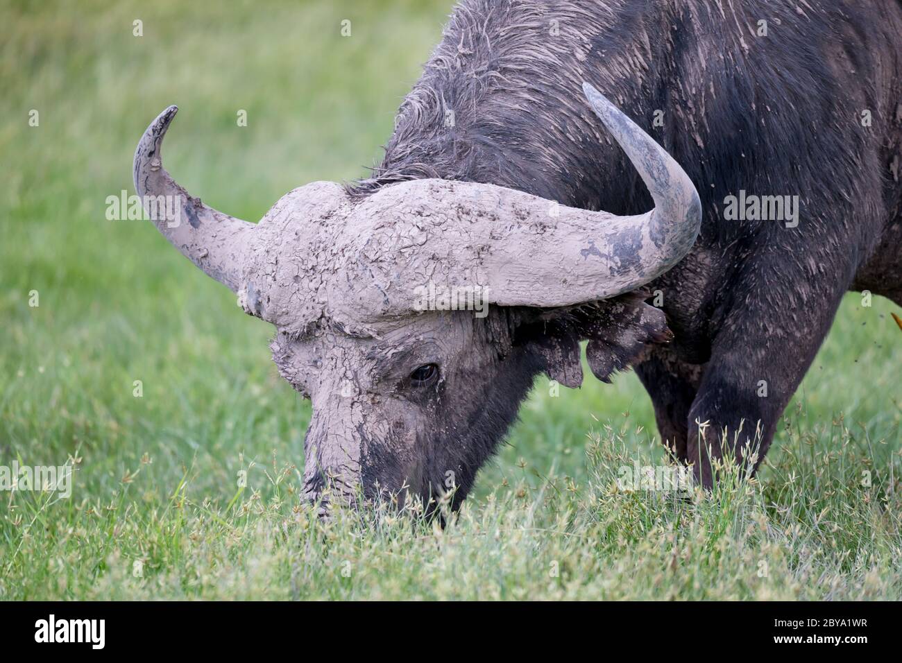 A big buffalo in the grassland of the savannah Stock Photo - Alamy