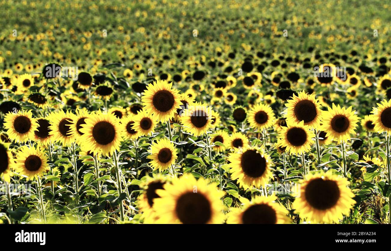 A beautiful sunflower field with lots of sunflowers Stock Photo - Alamy