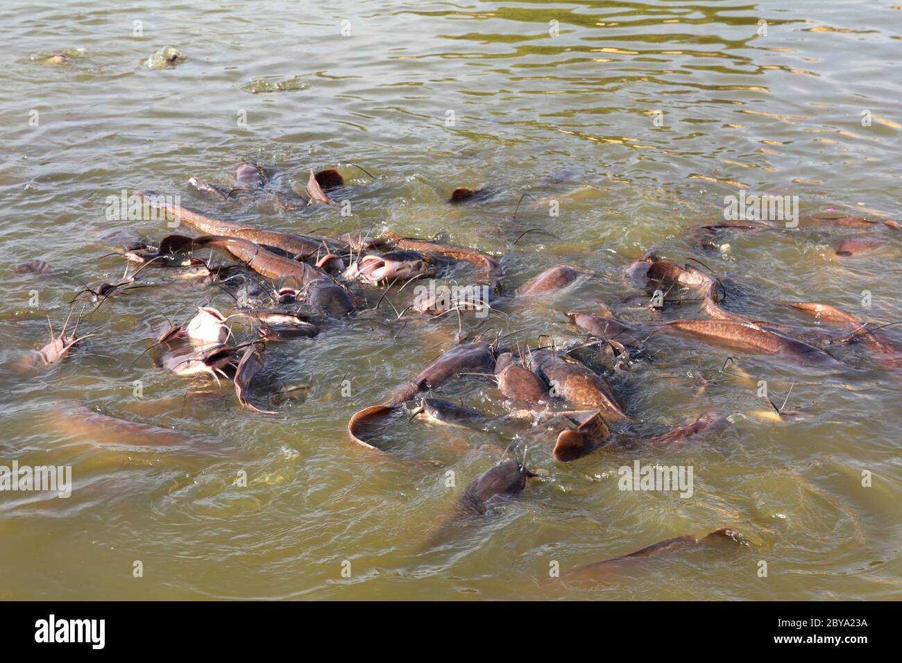 Many fish swimming hi-res stock photography and images - Alamy