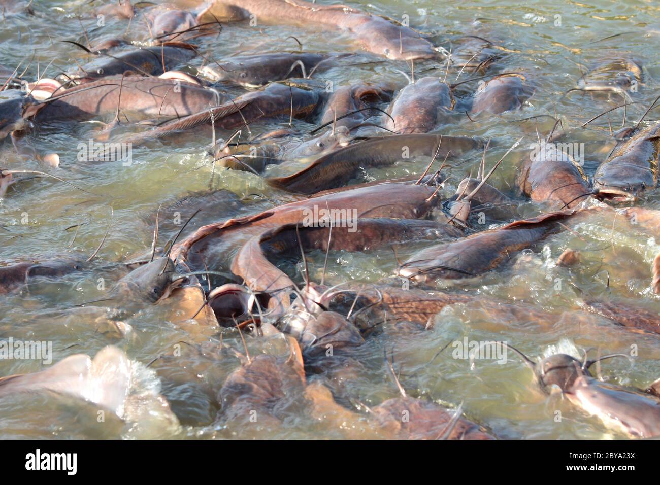 many fish splashing in lake Stock Photo - Alamy